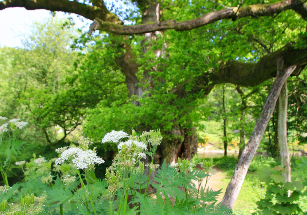 Our Perthshire Trees