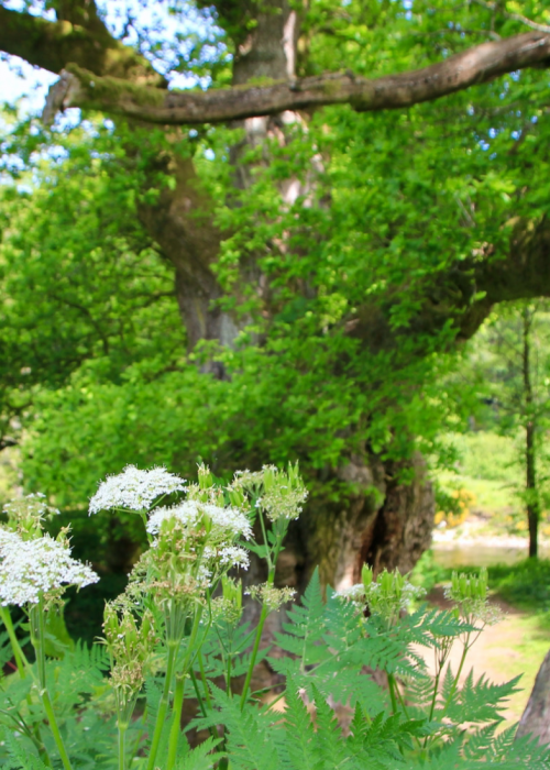 Our Perthshire Trees
