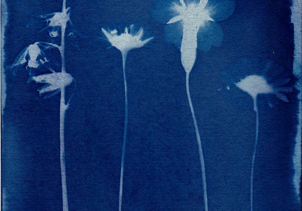 Kids Cyanotype Workshop with Jo Foo at Birnam Arts
